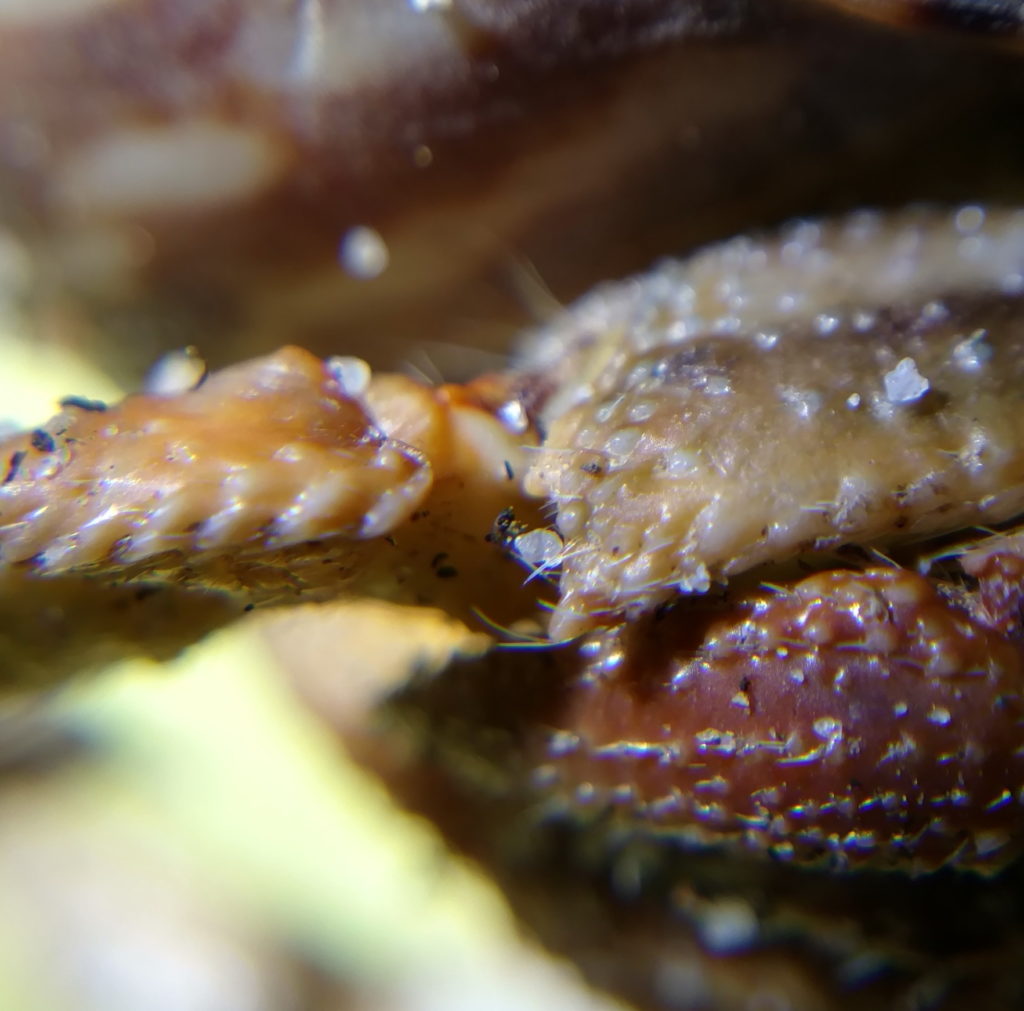 This is what shell disease can do to a hermit crab – All Things Crabby