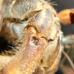 This is what shell disease can do to a hermit crab – All Things Crabby