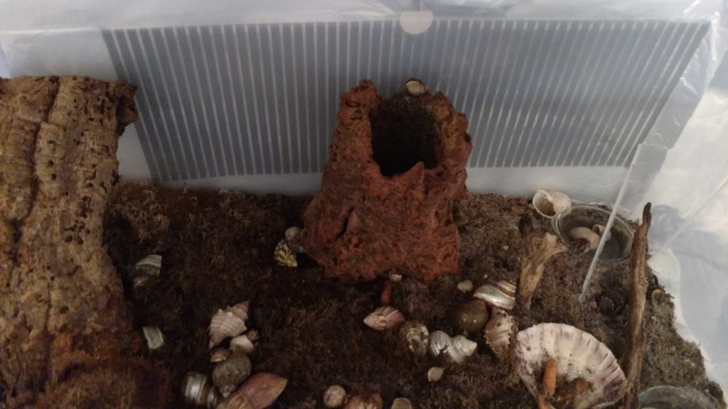 2016-2017-Bin-Crabs-55G-01 – All Things Crabby