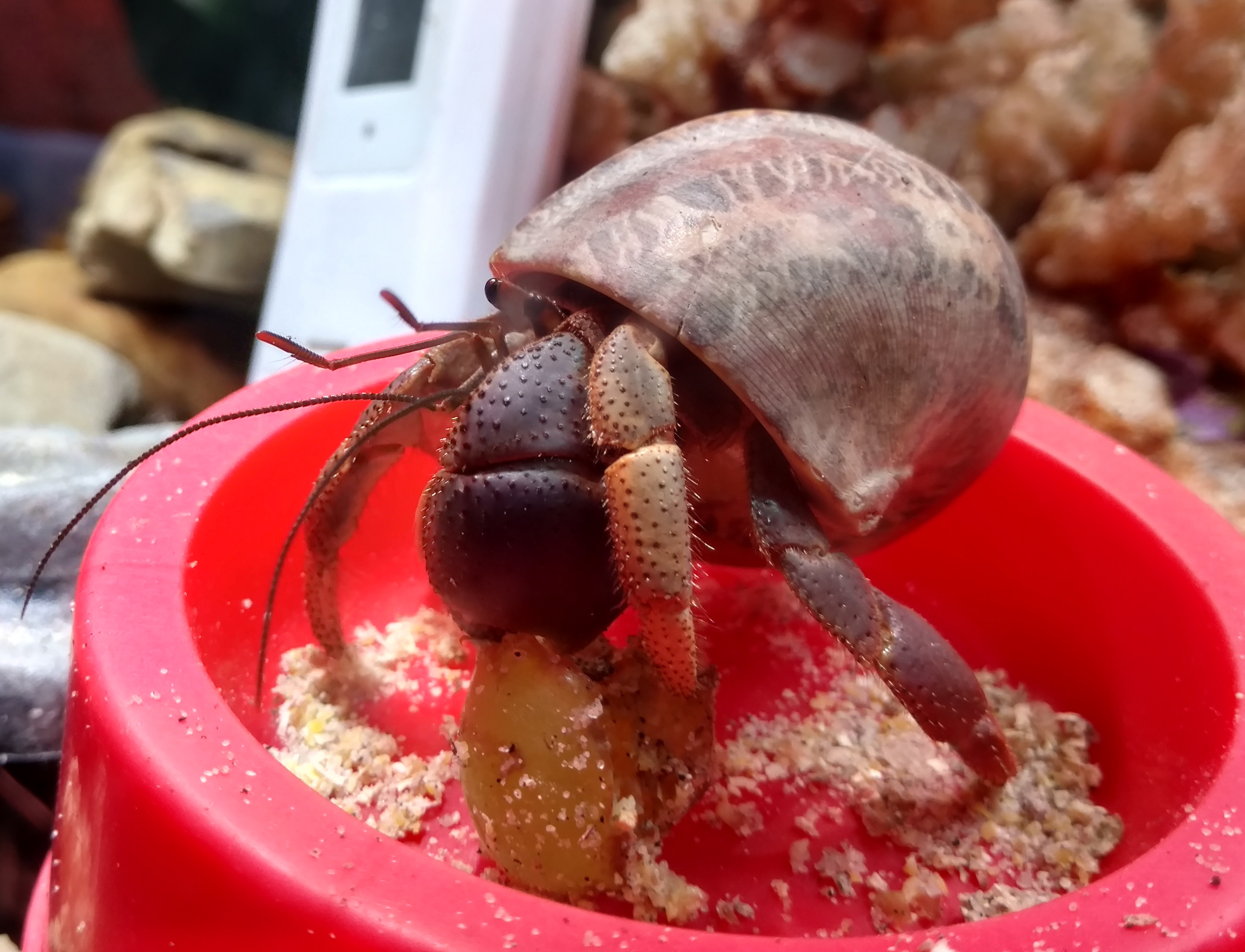 Oreo – All Things Crabby