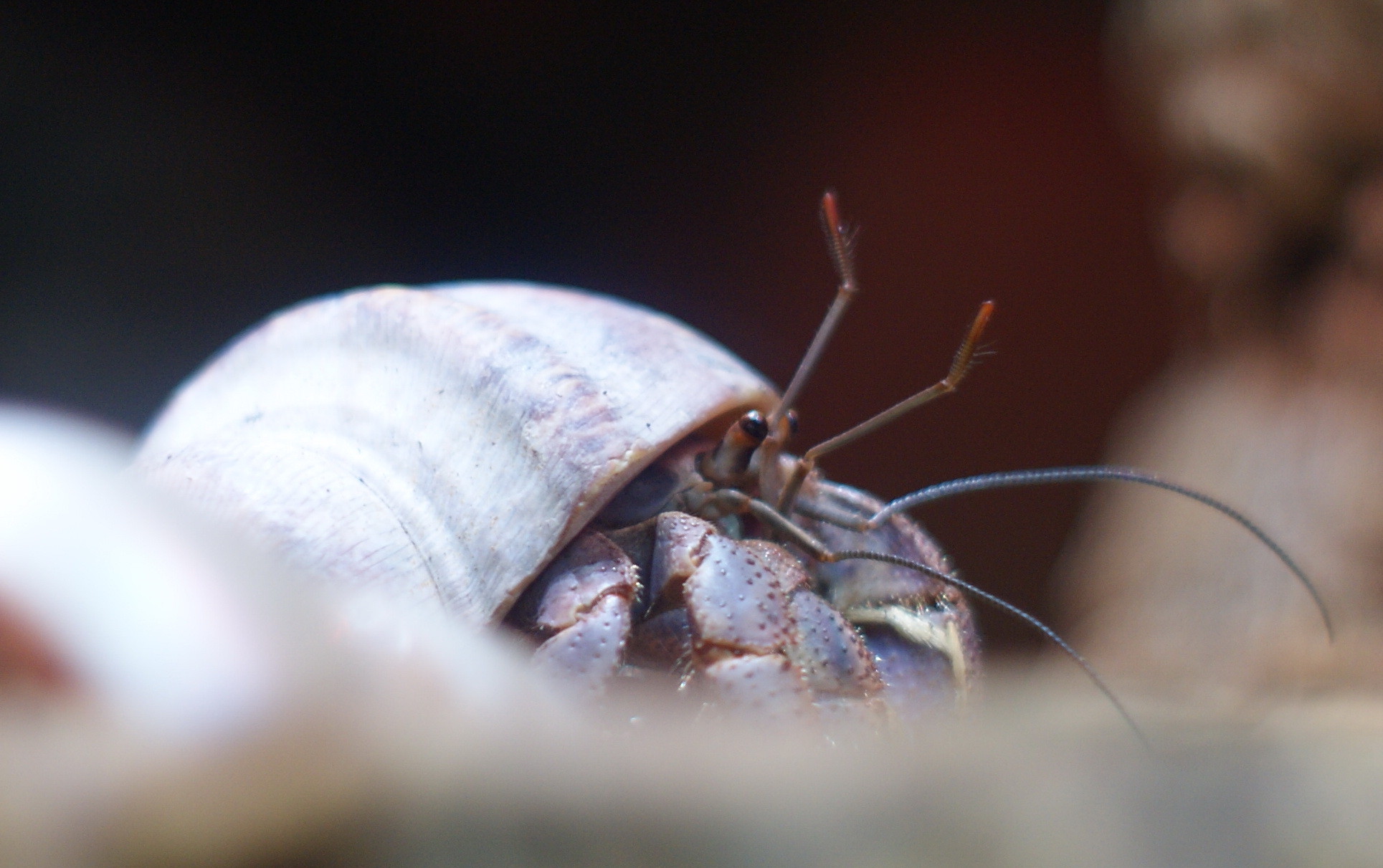 Oreo – All Things Crabby